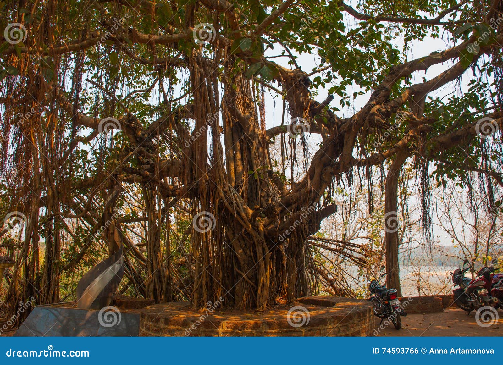 Big Beautiful Banyan Tree Editorial Image | CartoonDealer.com #74593766