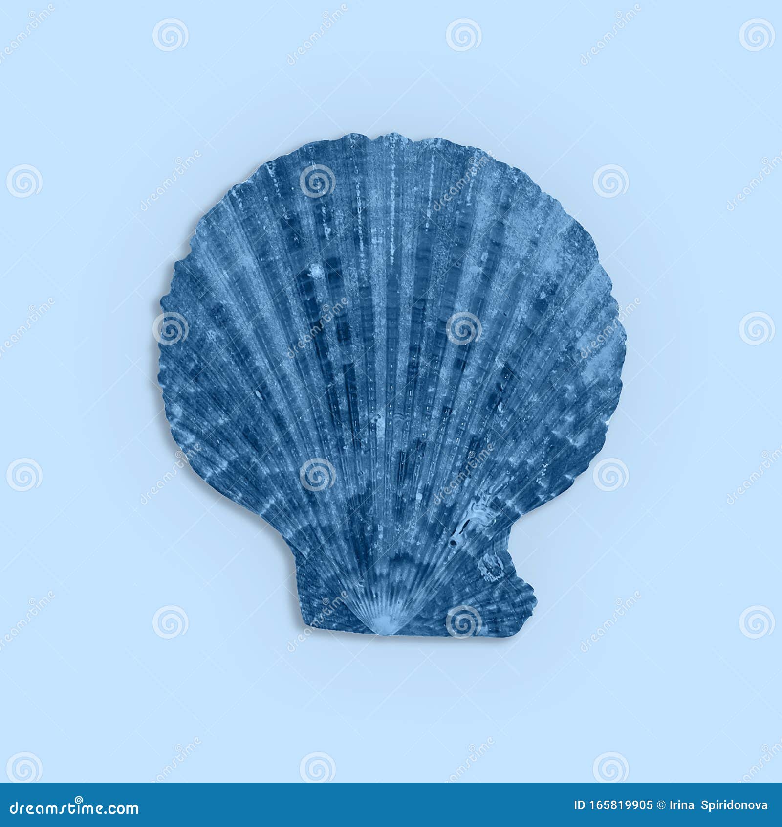 Big Beautiful Blue Seashell on a Light Blue Background Stock Image ...