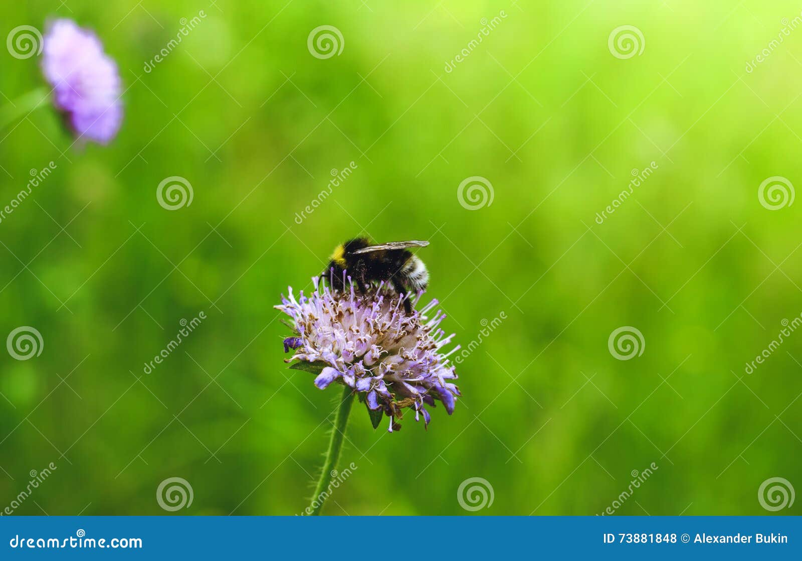 Big Beautiful Bumble Bee on Clover in the Forest Stock Photo - Image of ...