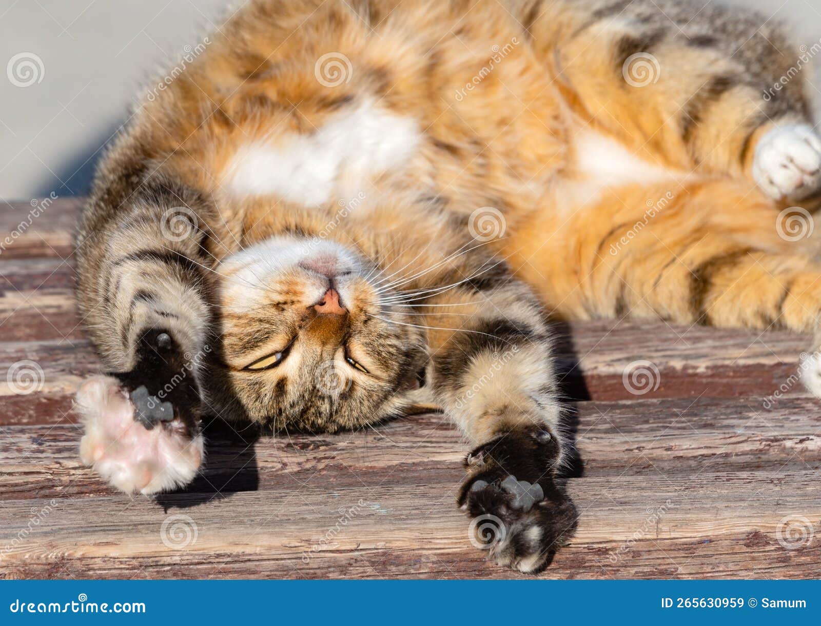 A Big Beautiful Cat Basking in the Sun Stock Image - Image of relax ...
