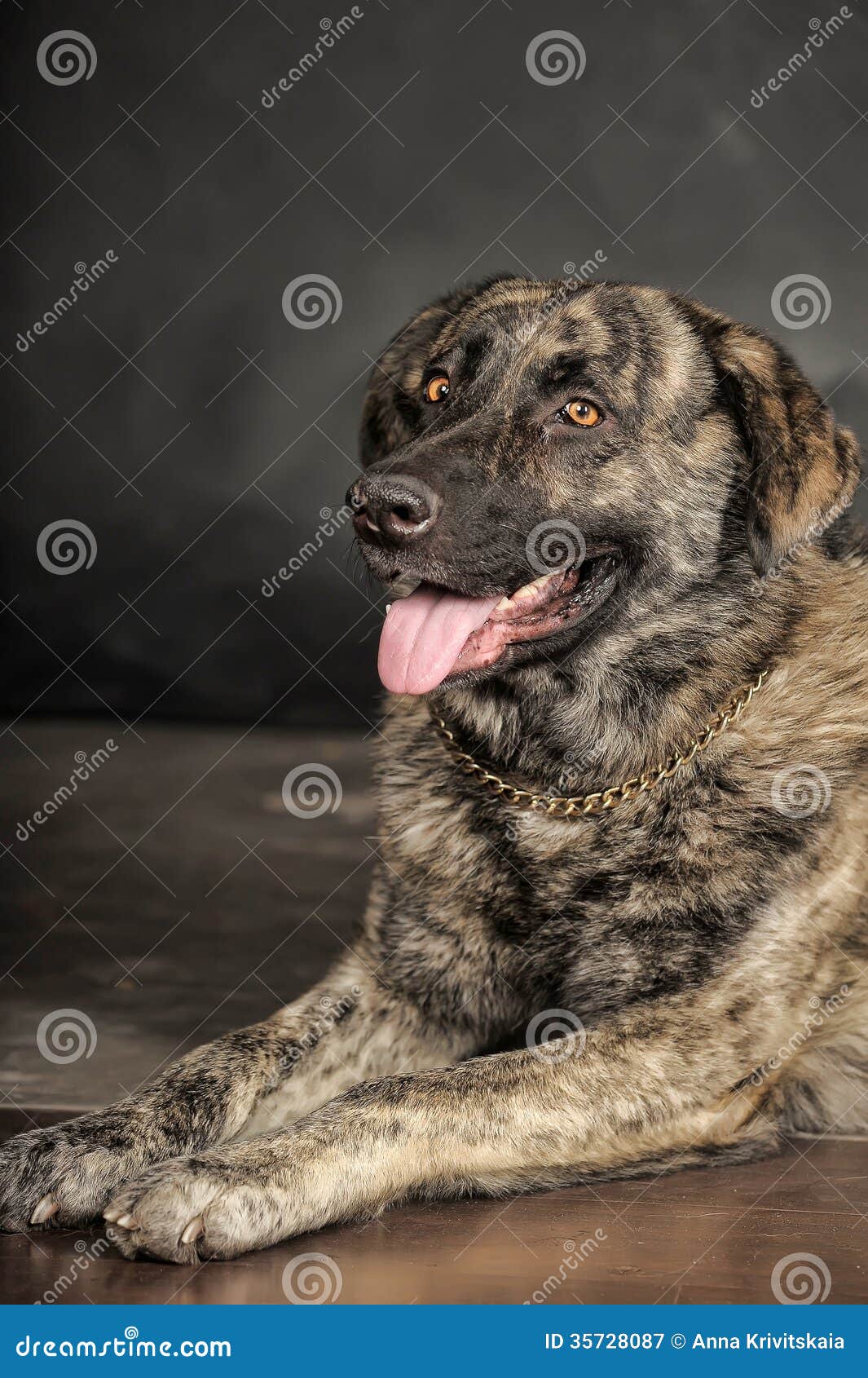 Big Beautiful and Clever Dog Stock Image - Image of clever, grey: 35728087