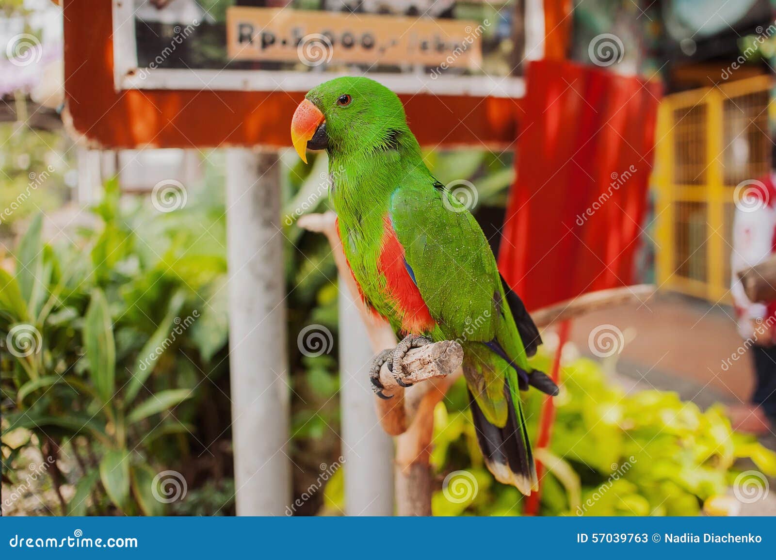 Big Beautiful Colorful Parrot Stock Image - Image of forest, nature ...