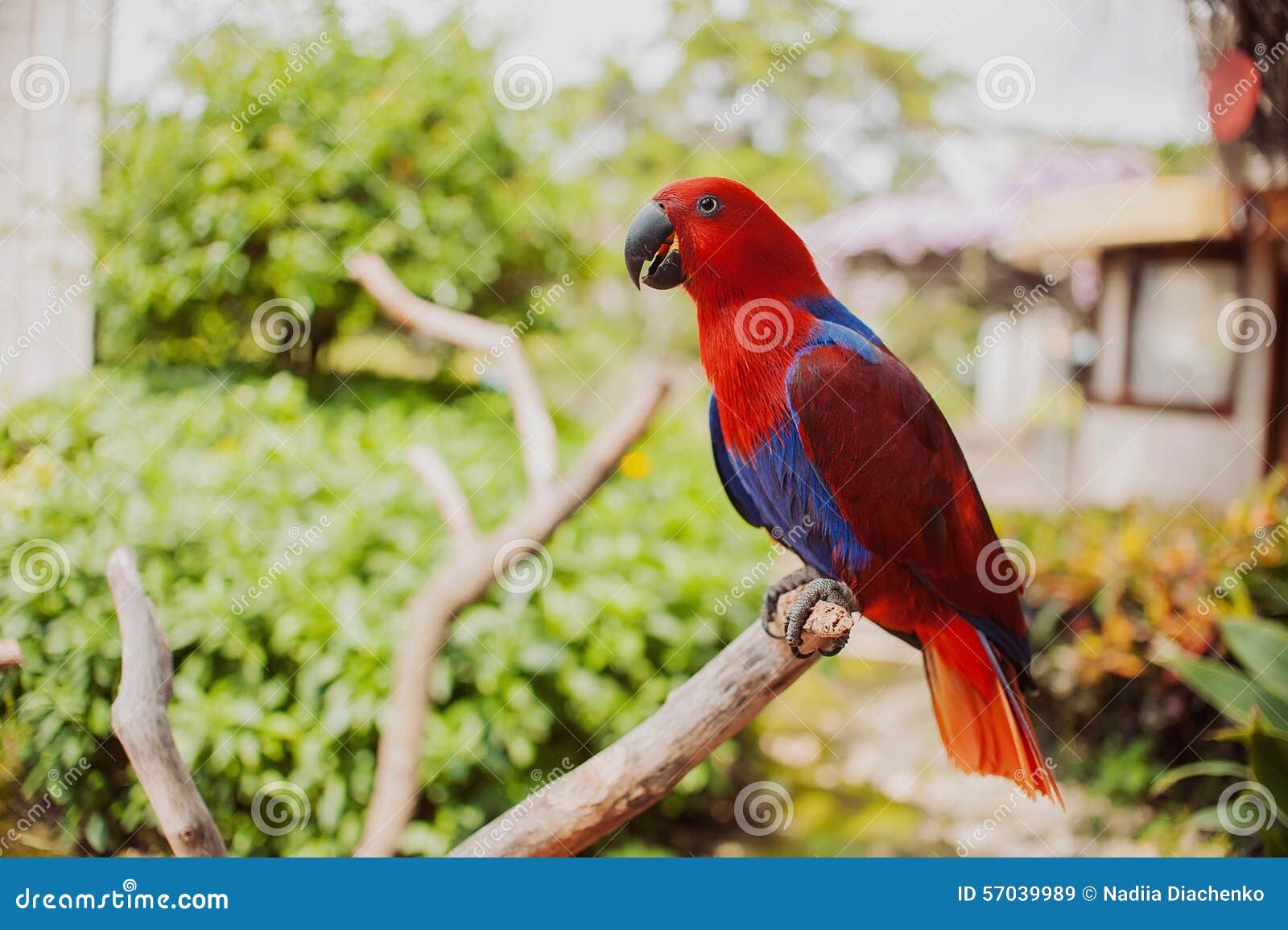 Big Beautiful Colorful Parrot Stock Image - Image of beak, green: 57039989