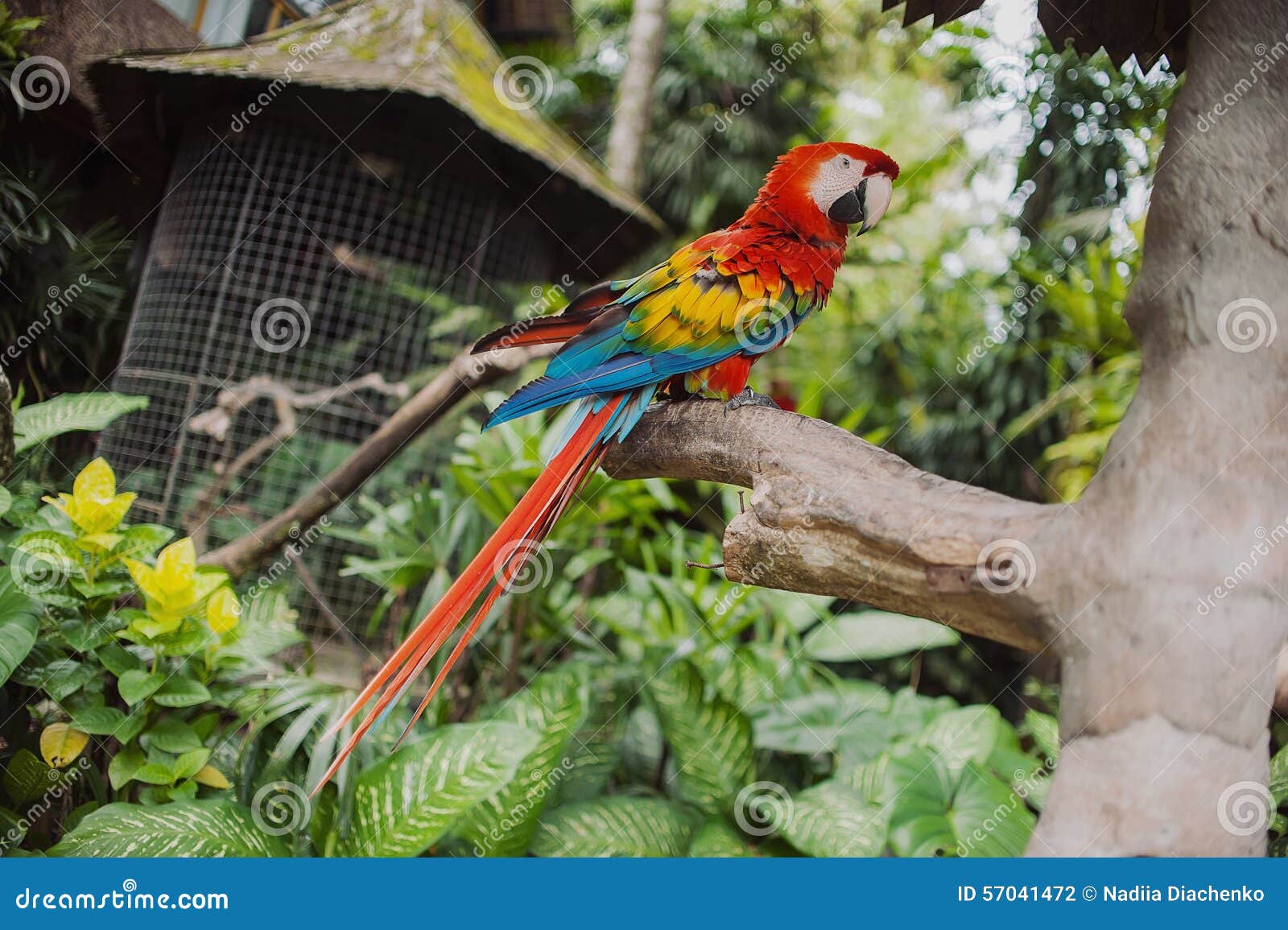Big Beautiful Colorful Parrot Stock Photo - Image of green, nature ...
