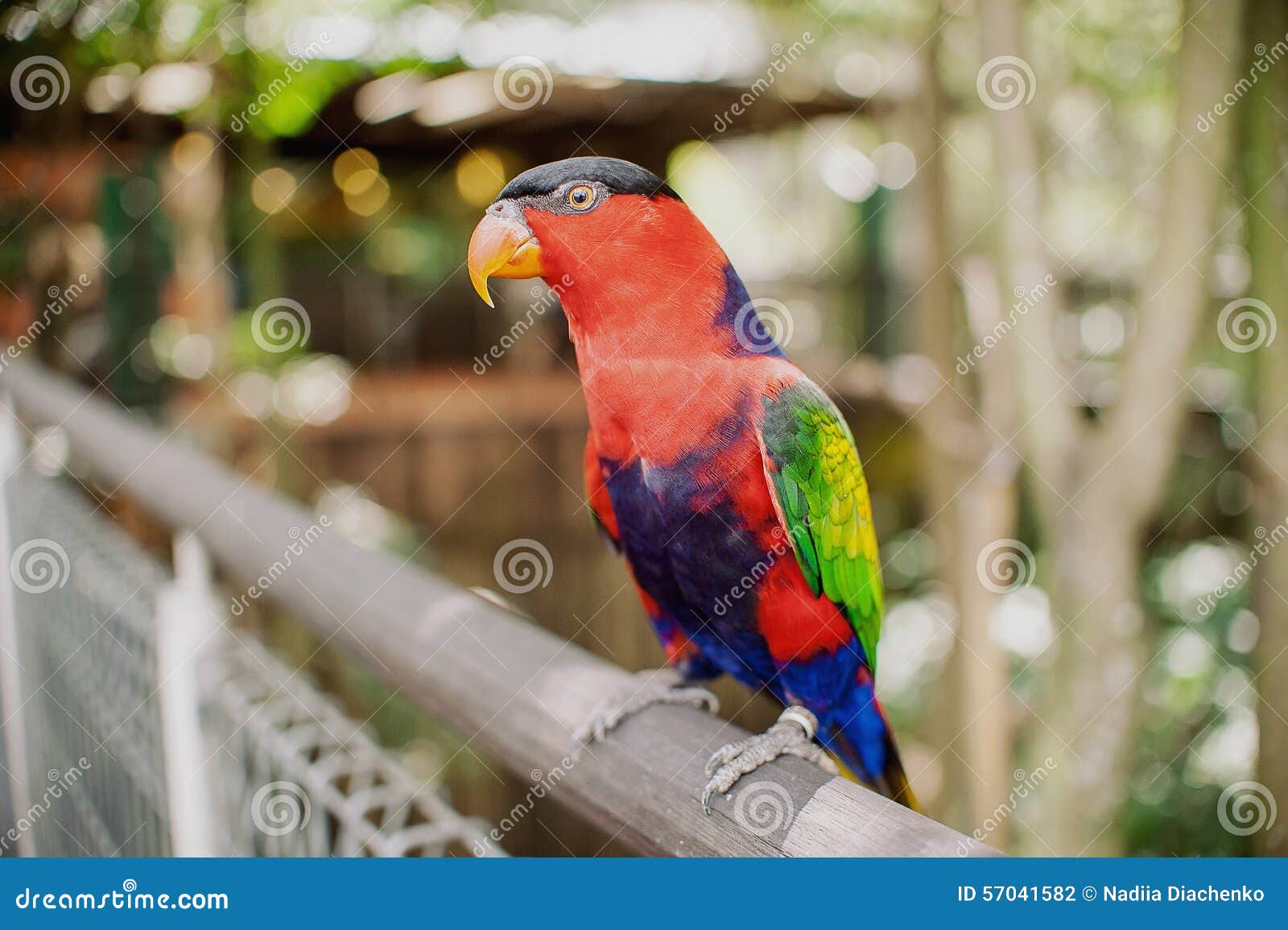 Big Beautiful Colorful Parrot Stock Photo - Image of ambush, bird: 57041582
