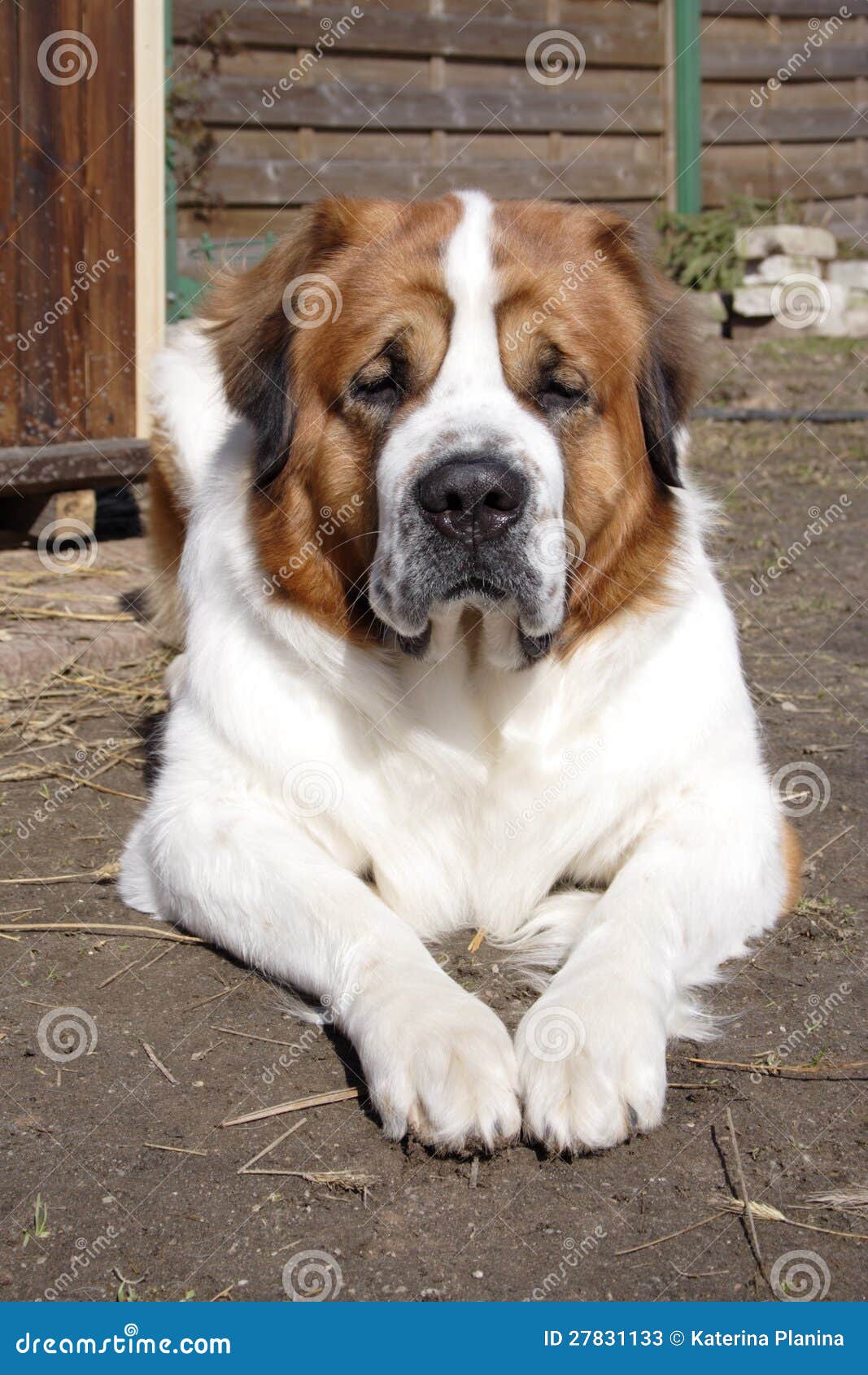 The big beautiful dog stock image. Image of rural, large - 27831133