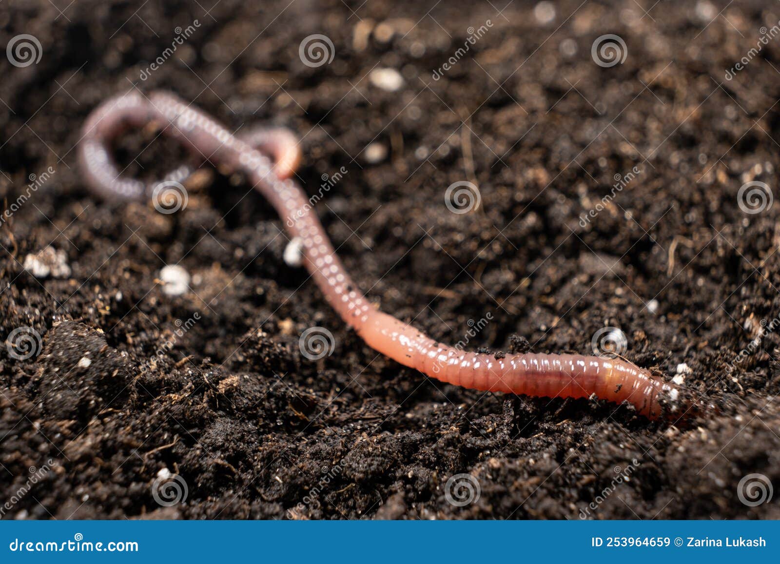 Big Beautiful Earthworm in the Black Soil, Close-up. Stock Image ...