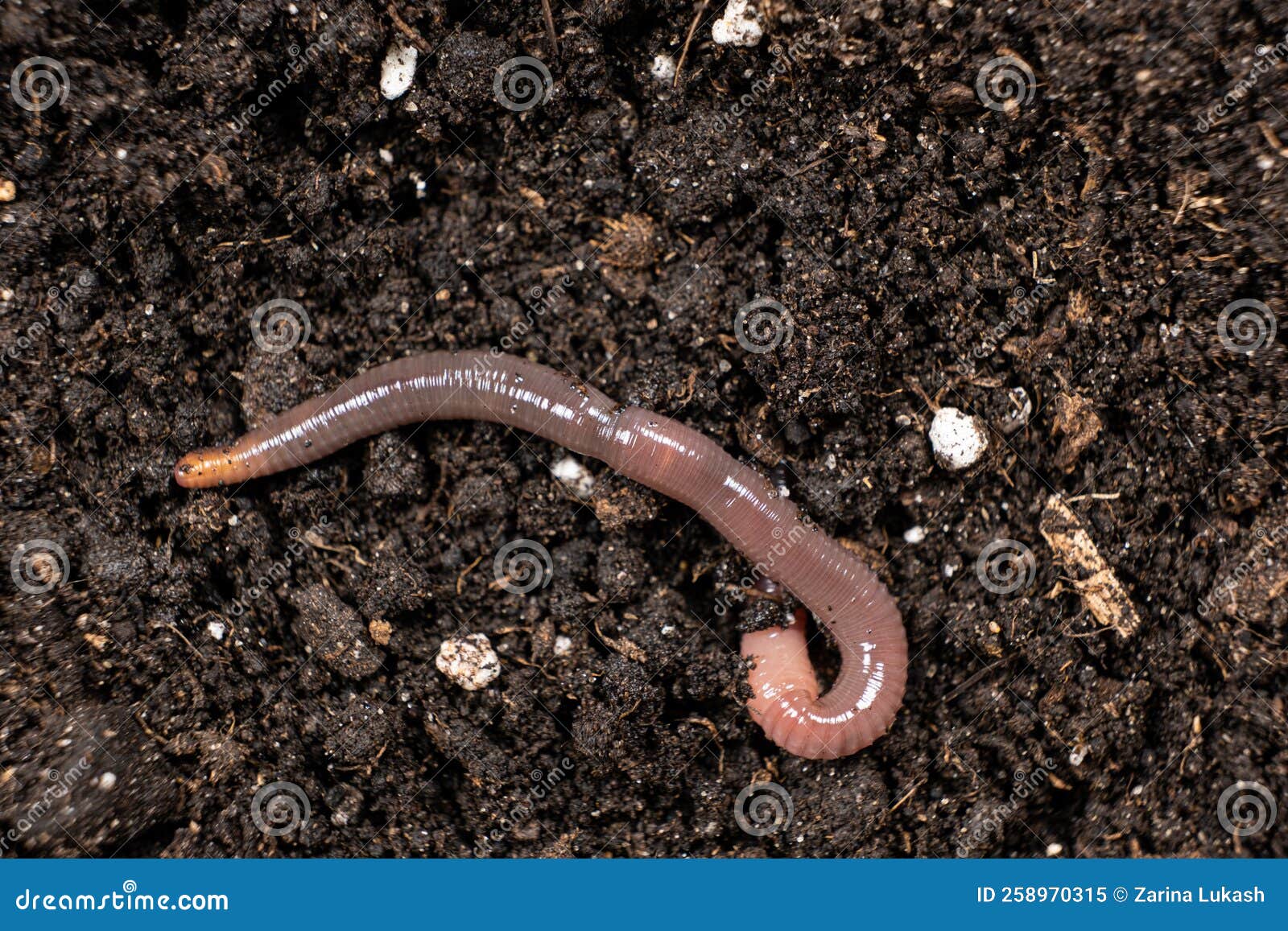 Big Beautiful Earthworm in the Black Soil, Close-up. Stock Image ...