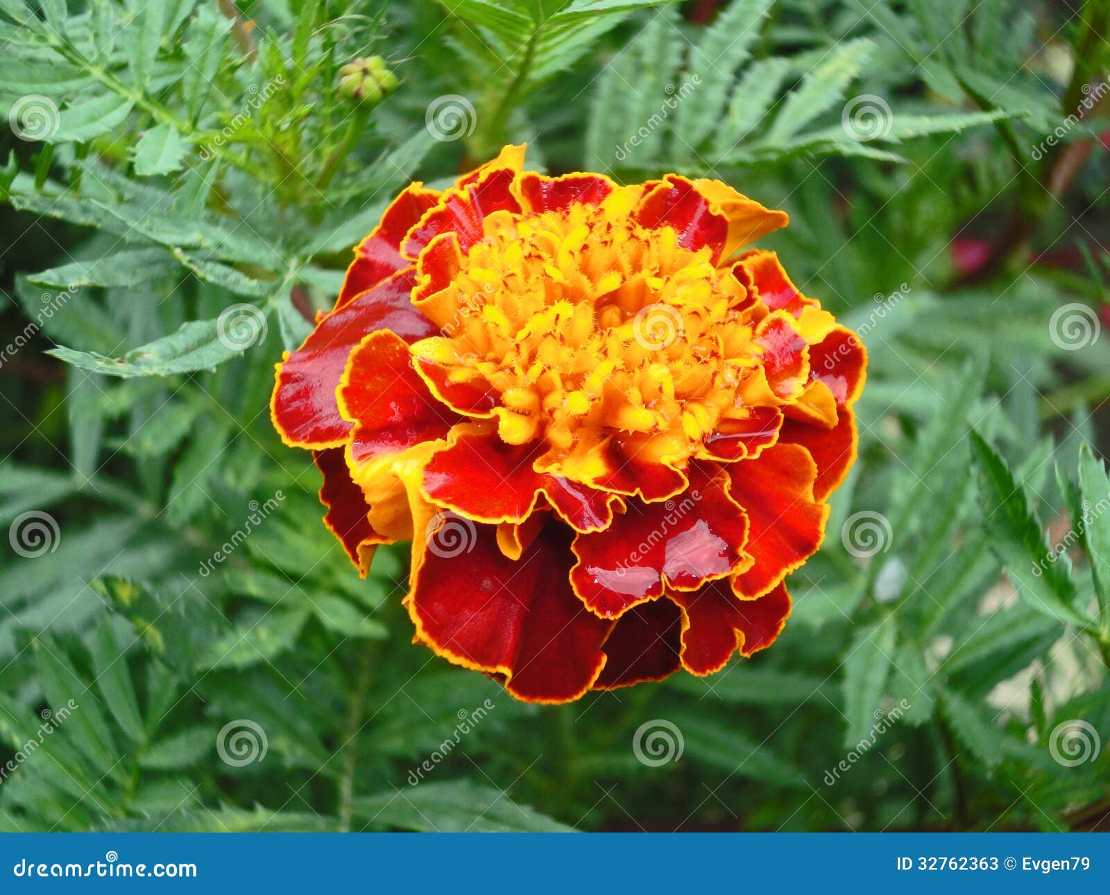 The big beautiful flower stock image. Image of fragility - 32762363