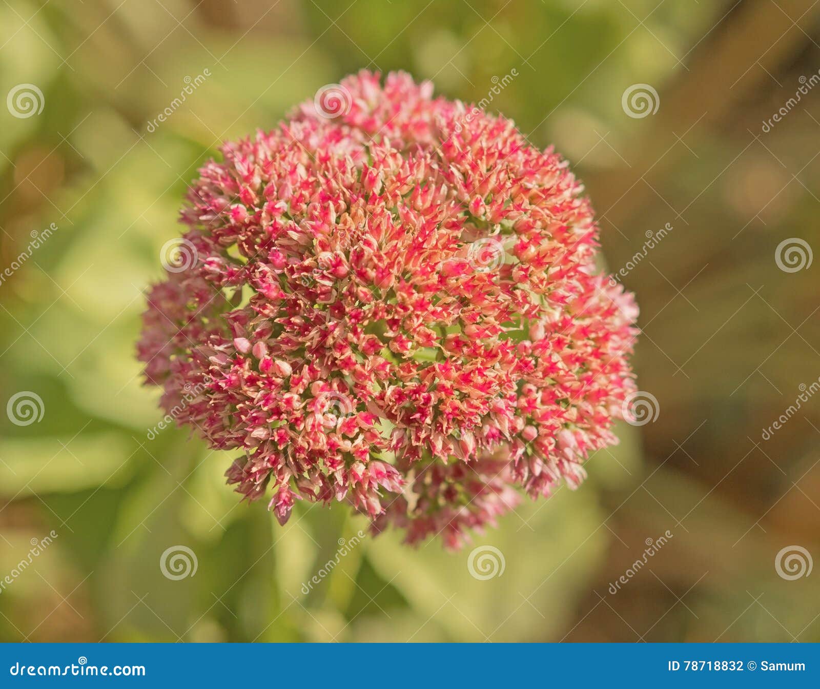 Big beautiful flower stock photo. Image of beautiful - 78718832