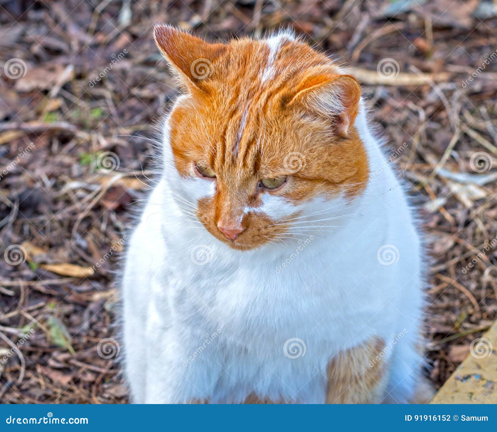 Big beautiful ginger cat stock photo. Image of ears, evil - 91916152