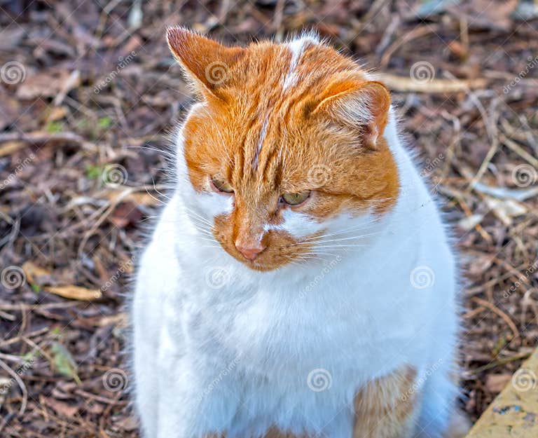 Big beautiful ginger cat stock photo. Image of ears, evil - 91916152