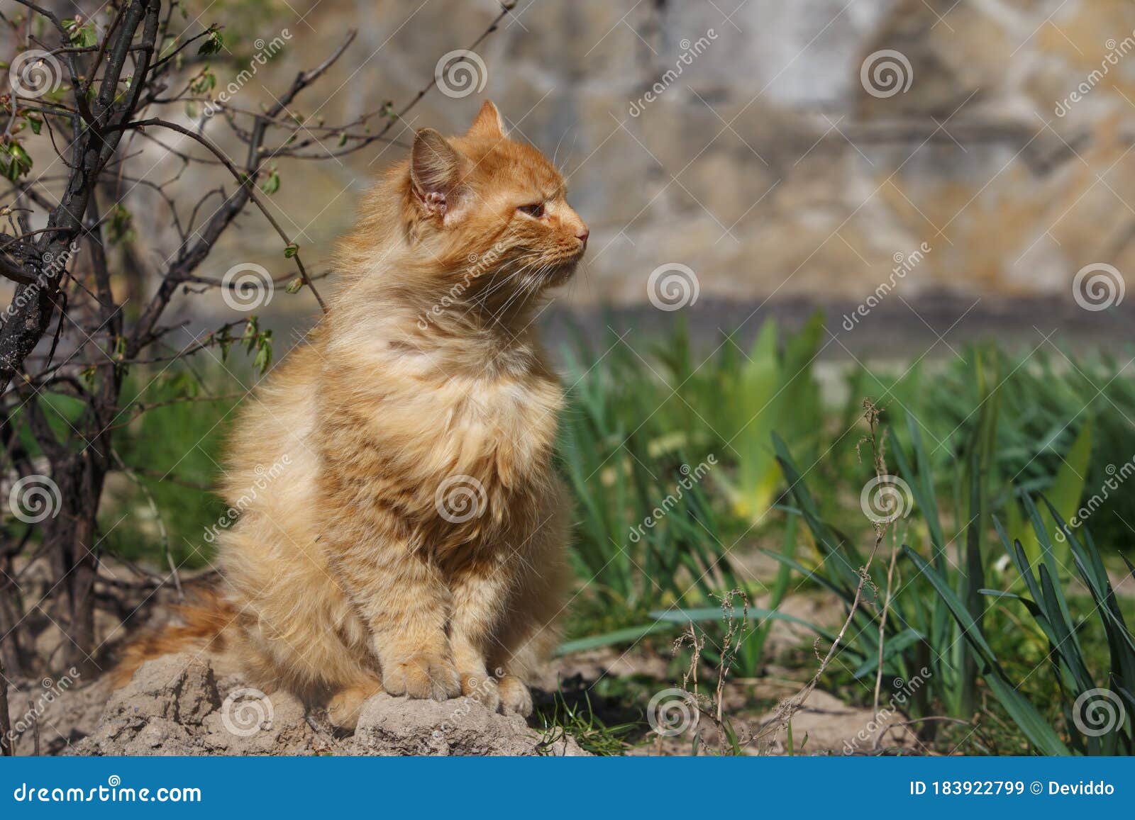 Big beautiful ginger cat stock image. Image of female - 183922799