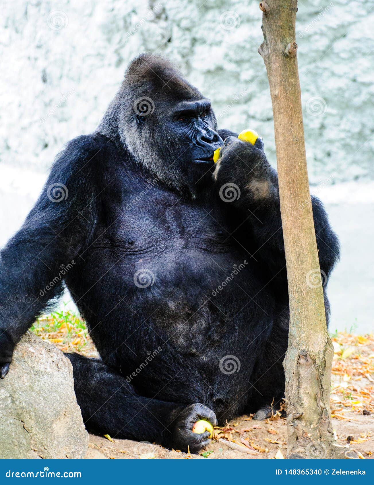 Big beautiful gorilla stock photo. Image of face, gorilla - 148365340