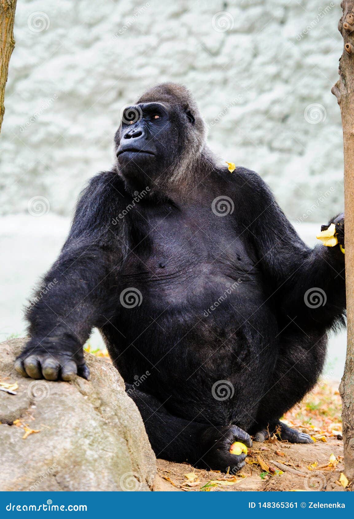 Big beautiful gorilla stock image. Image of jungle, primate - 148365361