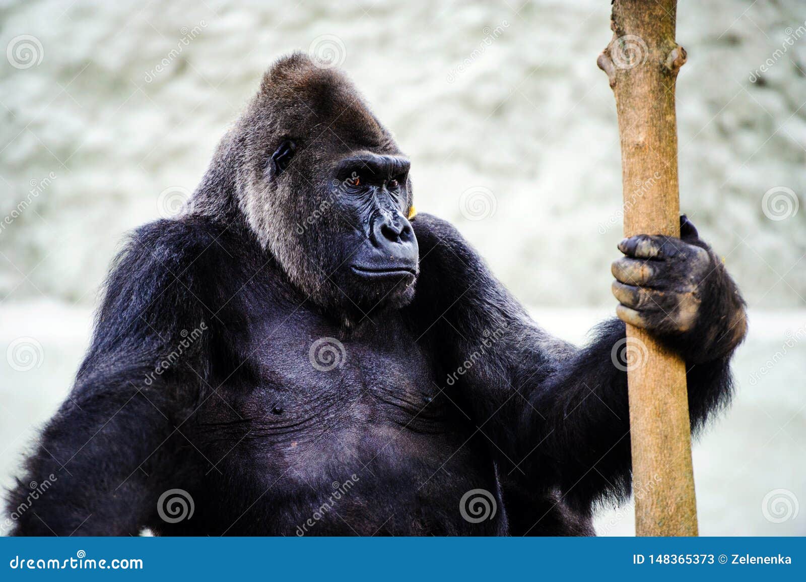 Big beautiful gorilla stock image. Image of animal, beautiful - 148365373