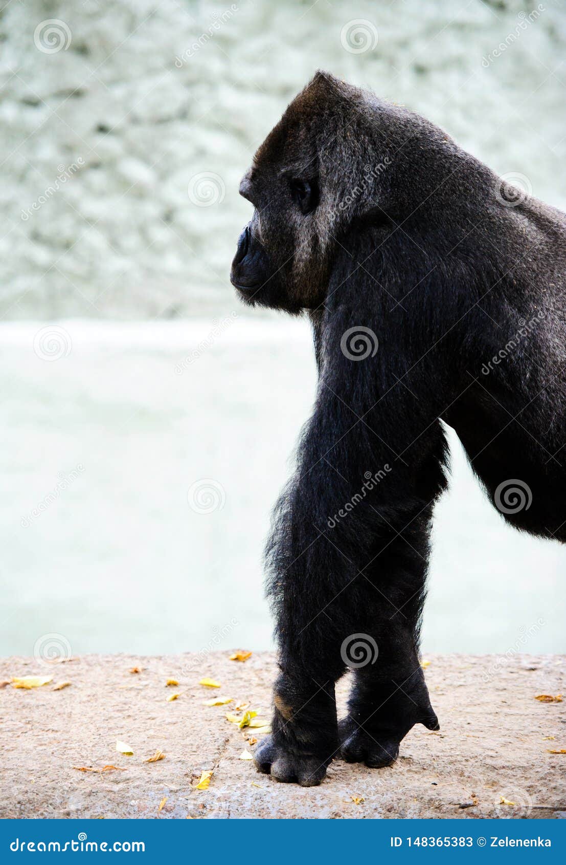 Big beautiful gorilla stock image. Image of animals - 148365383