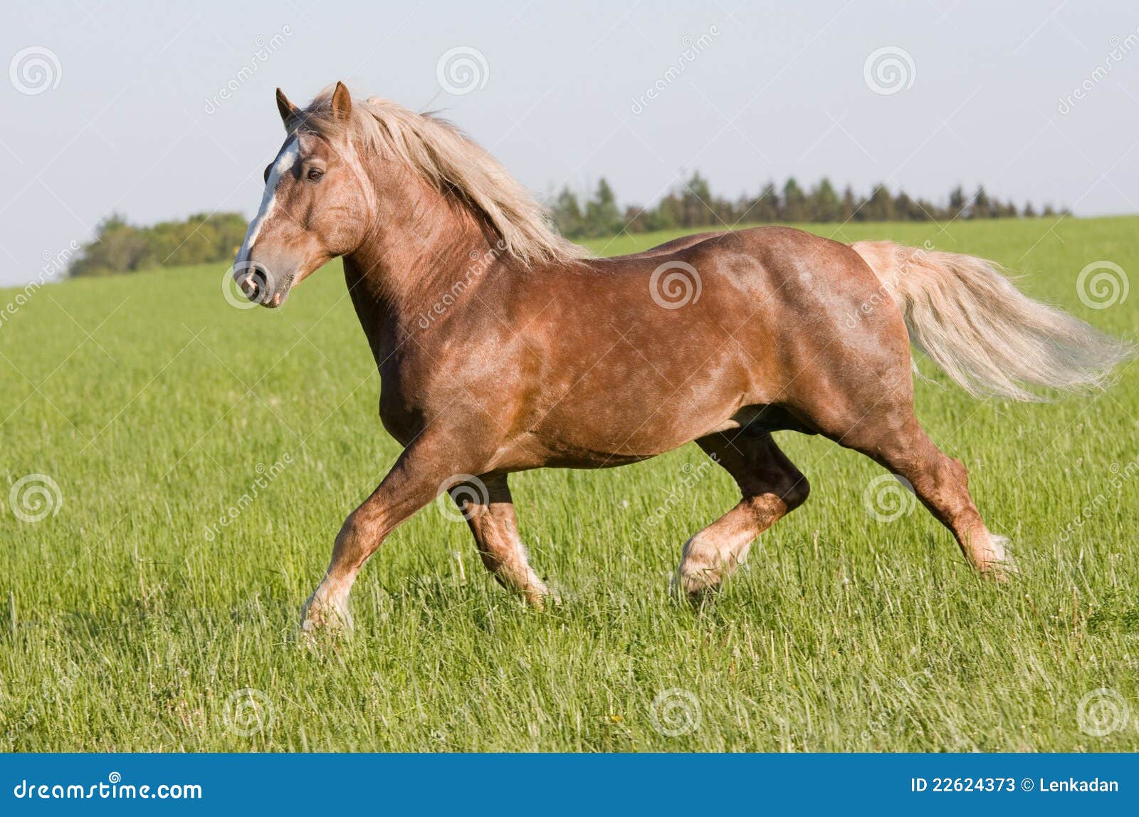 Big Beautiful Horse Running Stock Image - Image of meadow, alone: 22624373