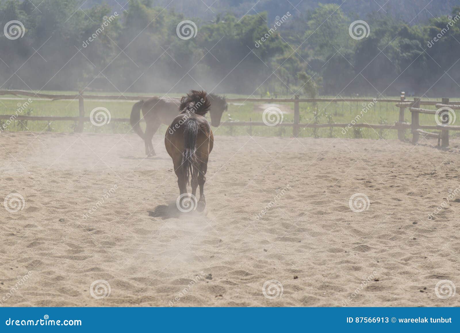 Big Beautiful Horses Playing in the Sand Stable Stock Image - Image of ...