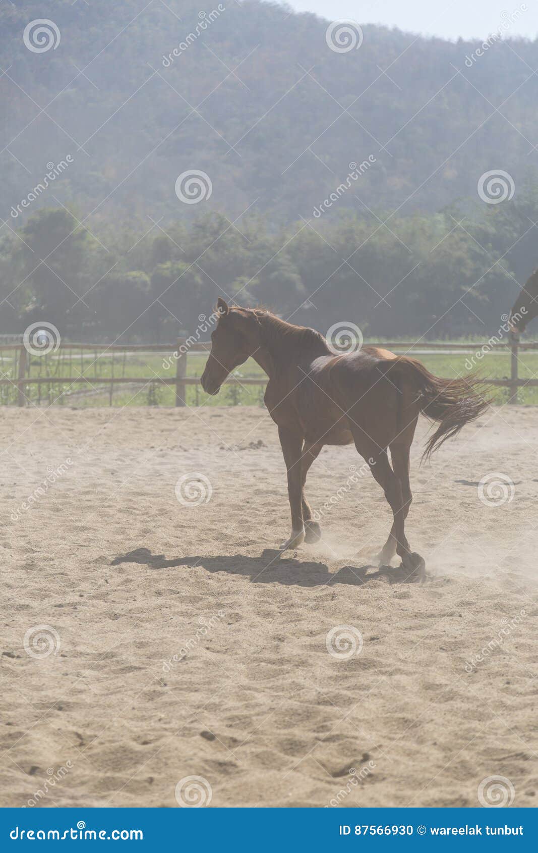 Big Beautiful Horses Playing in the Sand Stable Stock Photo - Image of ...