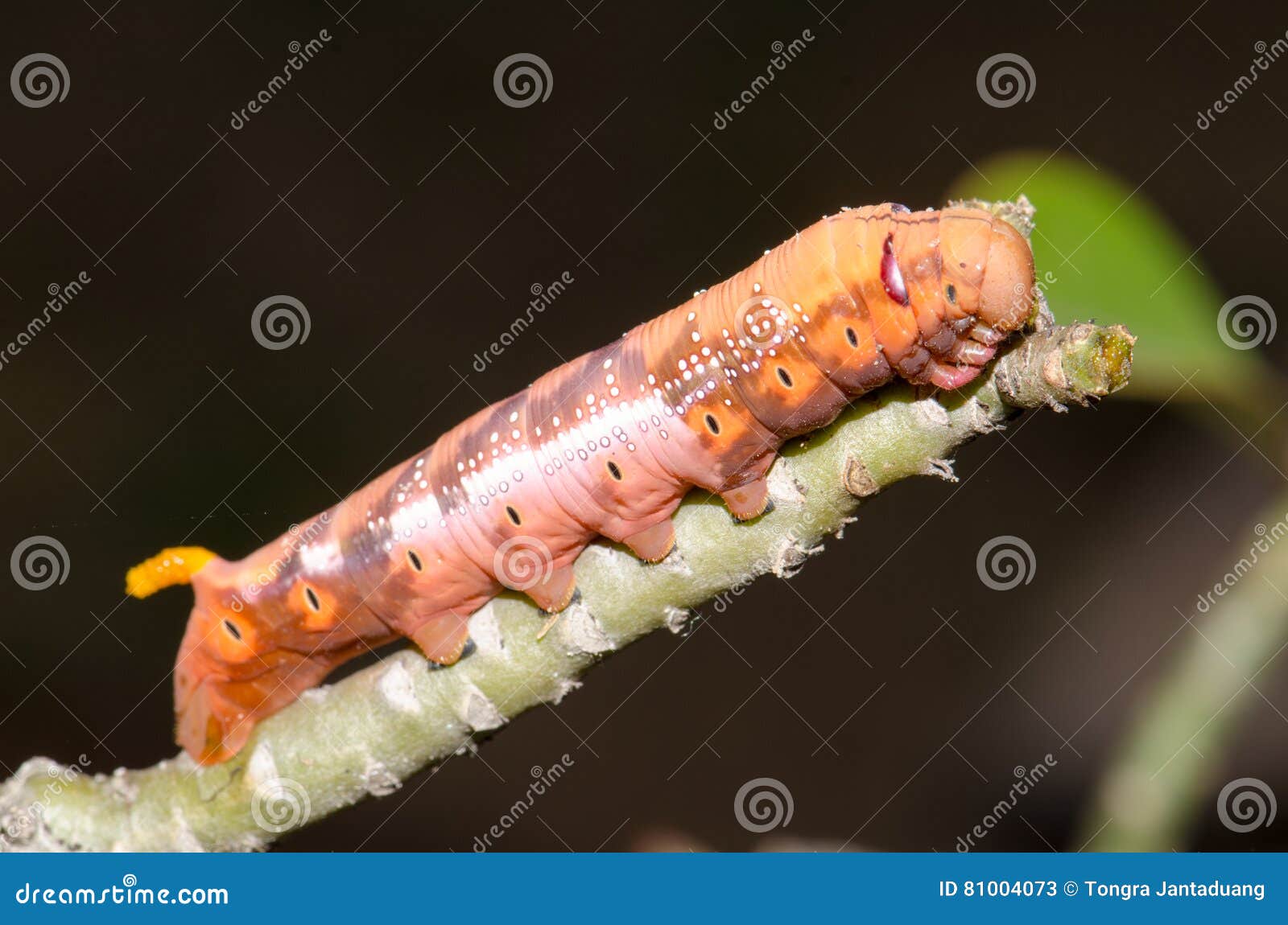 Big Beautiful Island Worm on a Stick. Stock Image - Image of macro ...