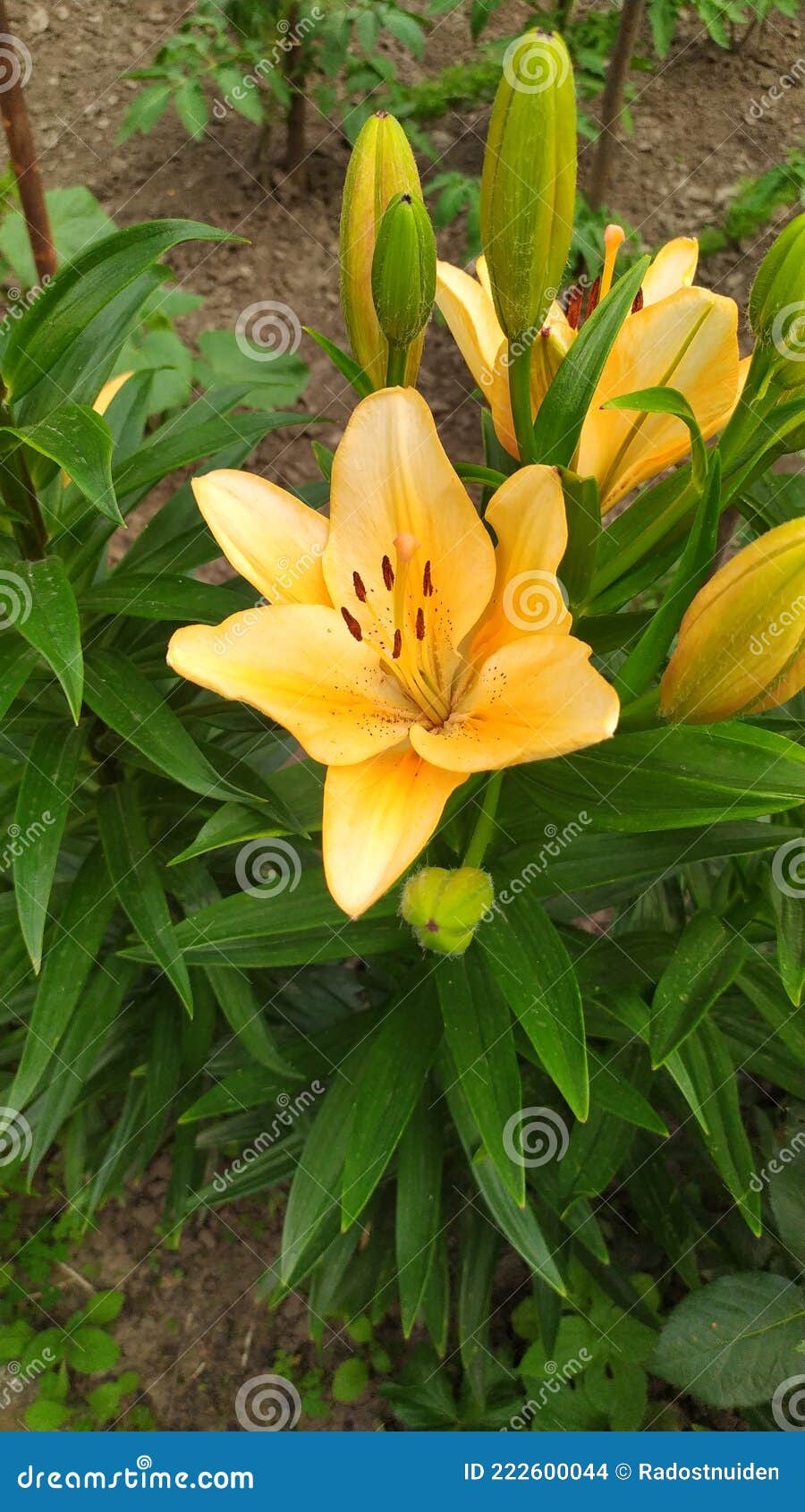 Big and Beautiful Lily Flower Bloomed Stock Photo - Image of yellow ...