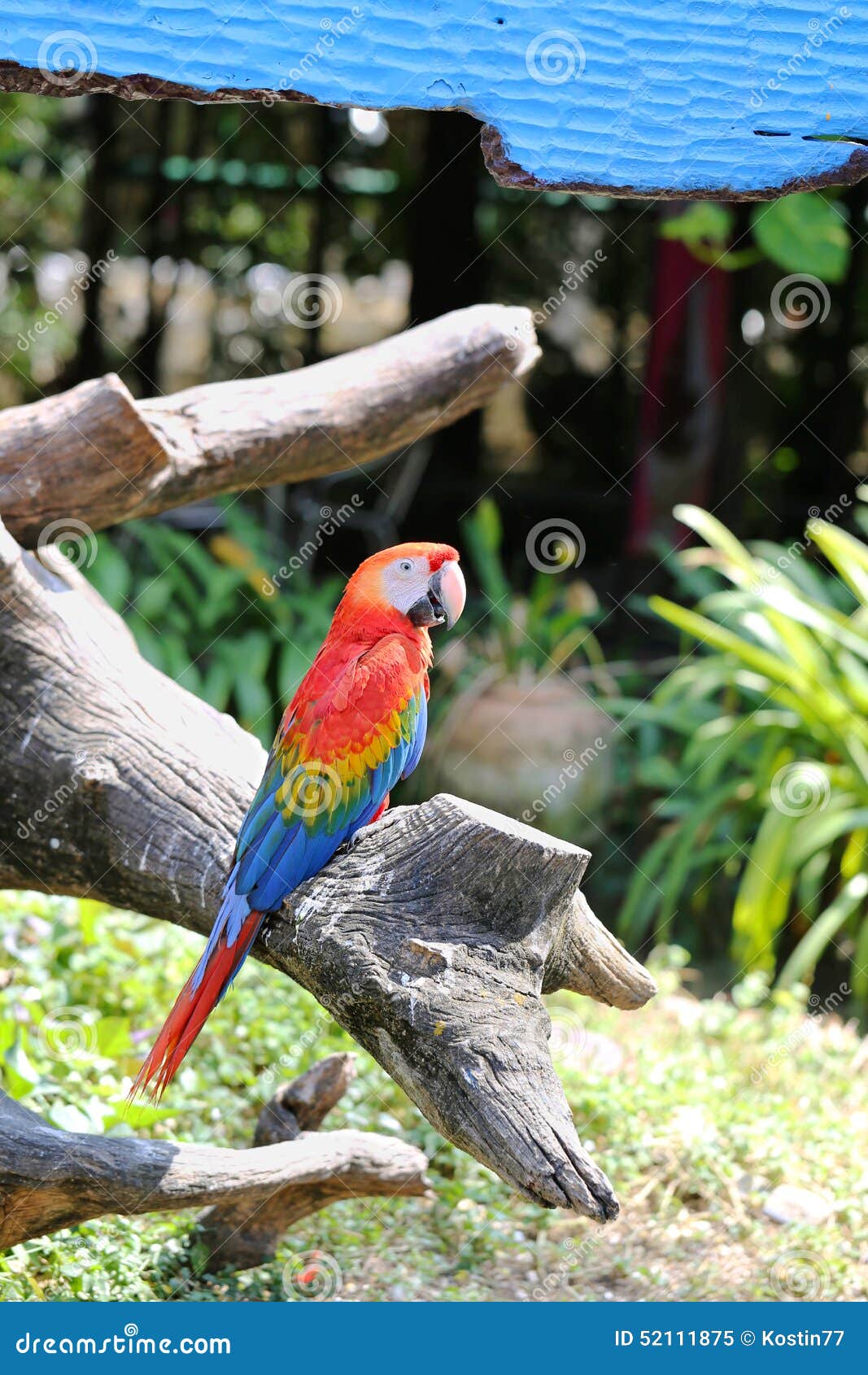 Big beautiful macaws stock image. Image of brazil, beautiful - 52111875
