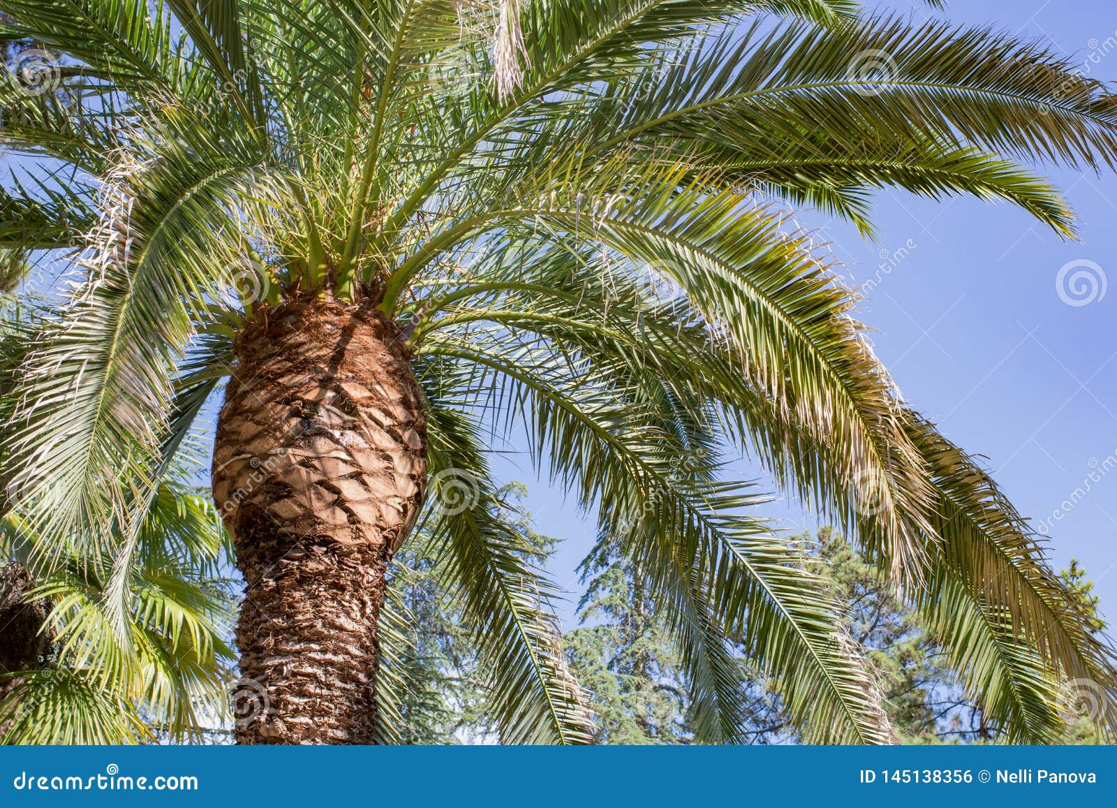 Big Beautiful Palm Tree in the Park Stock Photo - Image of foliage ...