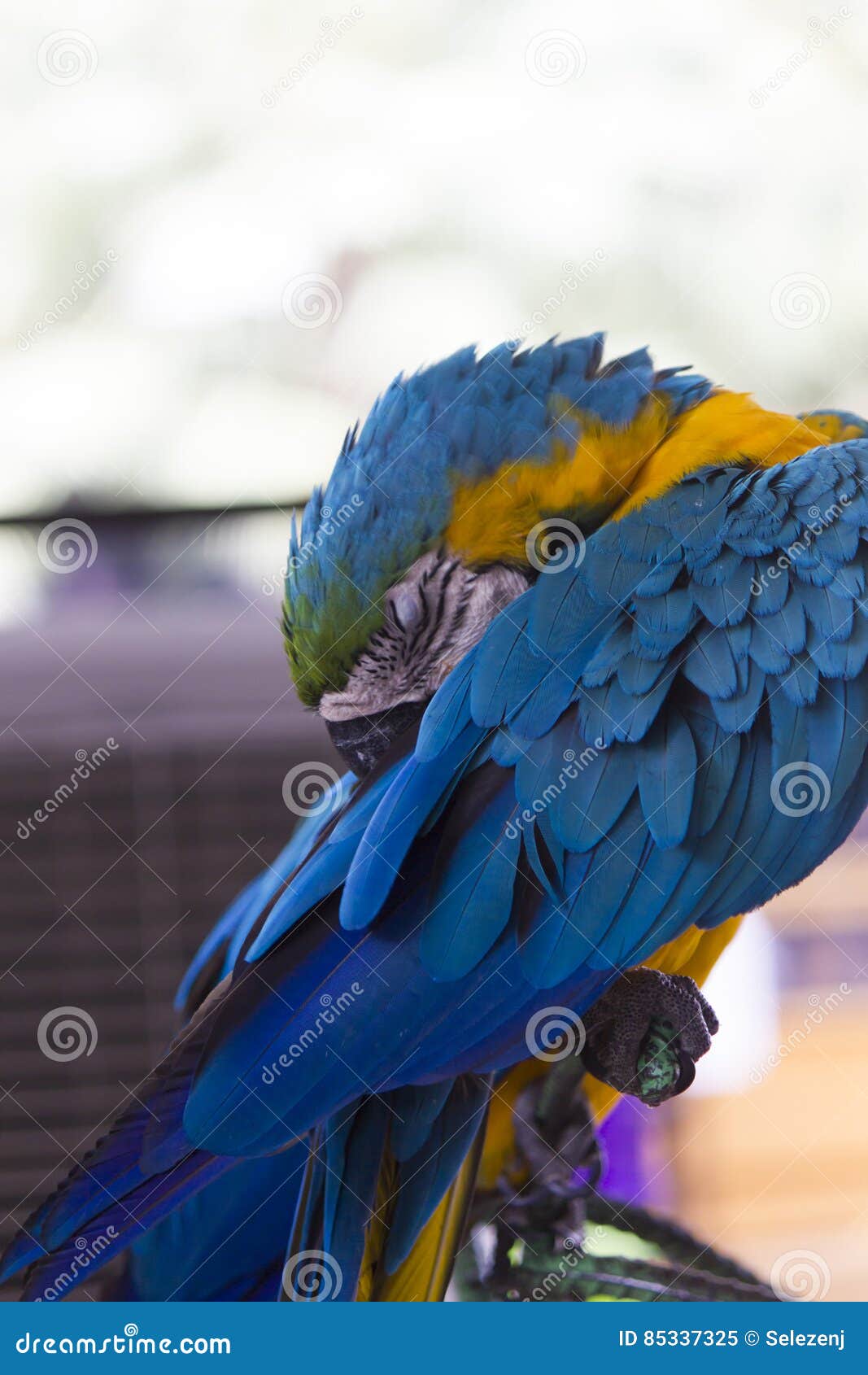 Big beautiful parrot stock image. Image of natural, feather - 85337325
