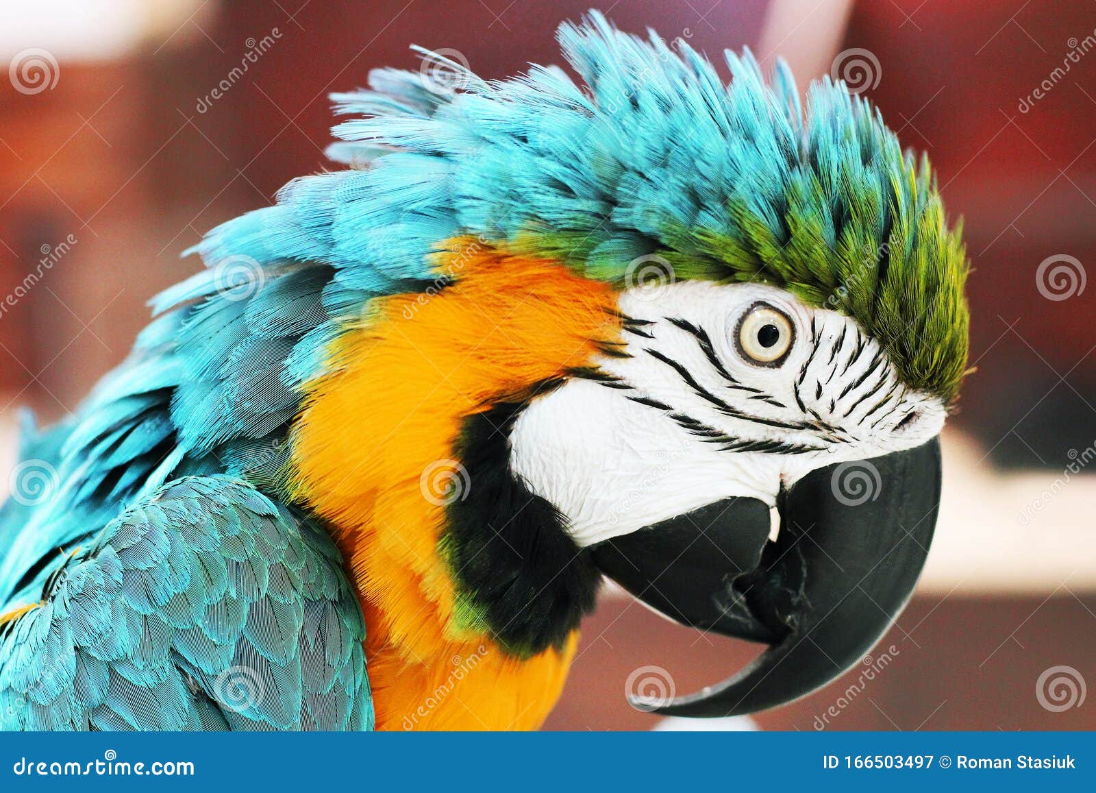 Big Beautiful Parrot Close Up. Beautiful Bird Stock Image - Image of ...