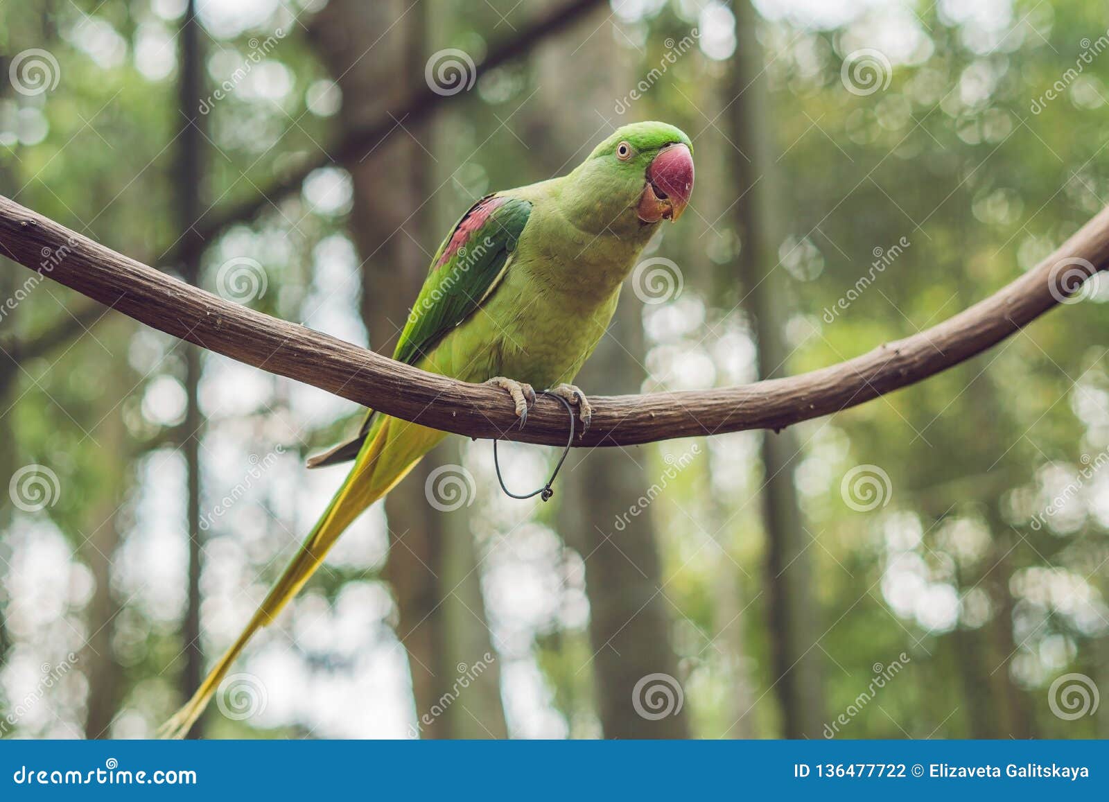 Big Beautiful Parrot Sitting on a Tree Branch Stock Photo - Image of ...