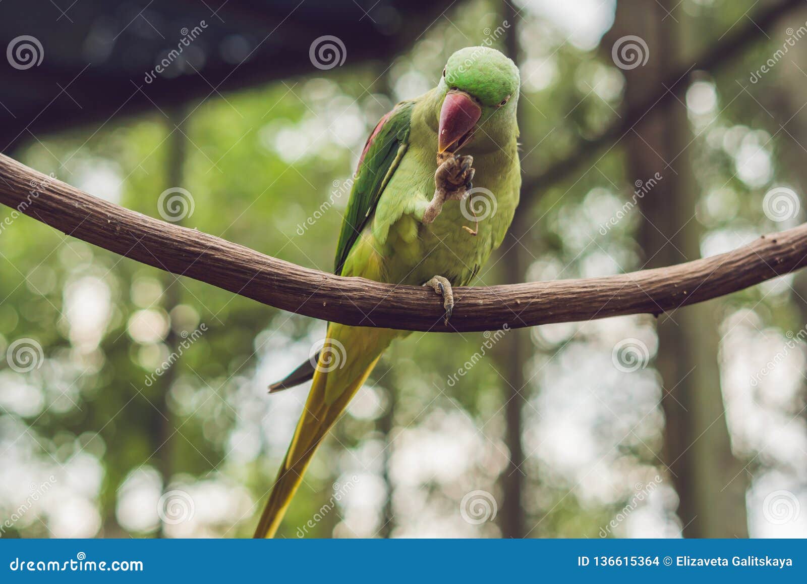 Big Beautiful Parrot Sitting on a Tree Branch Stock Photo - Image of ...