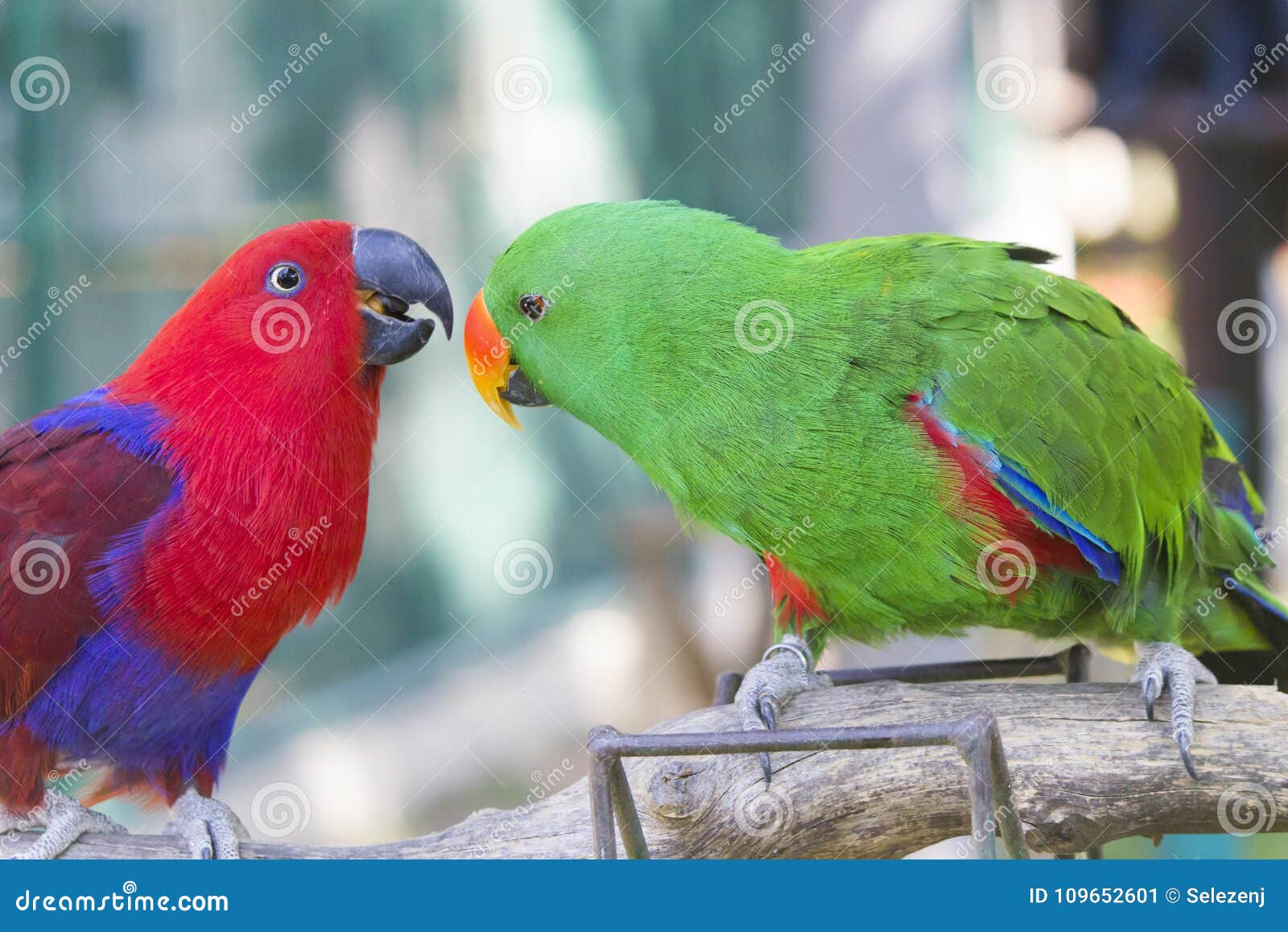Big beautiful parrot stock image. Image of green, nature - 109652601