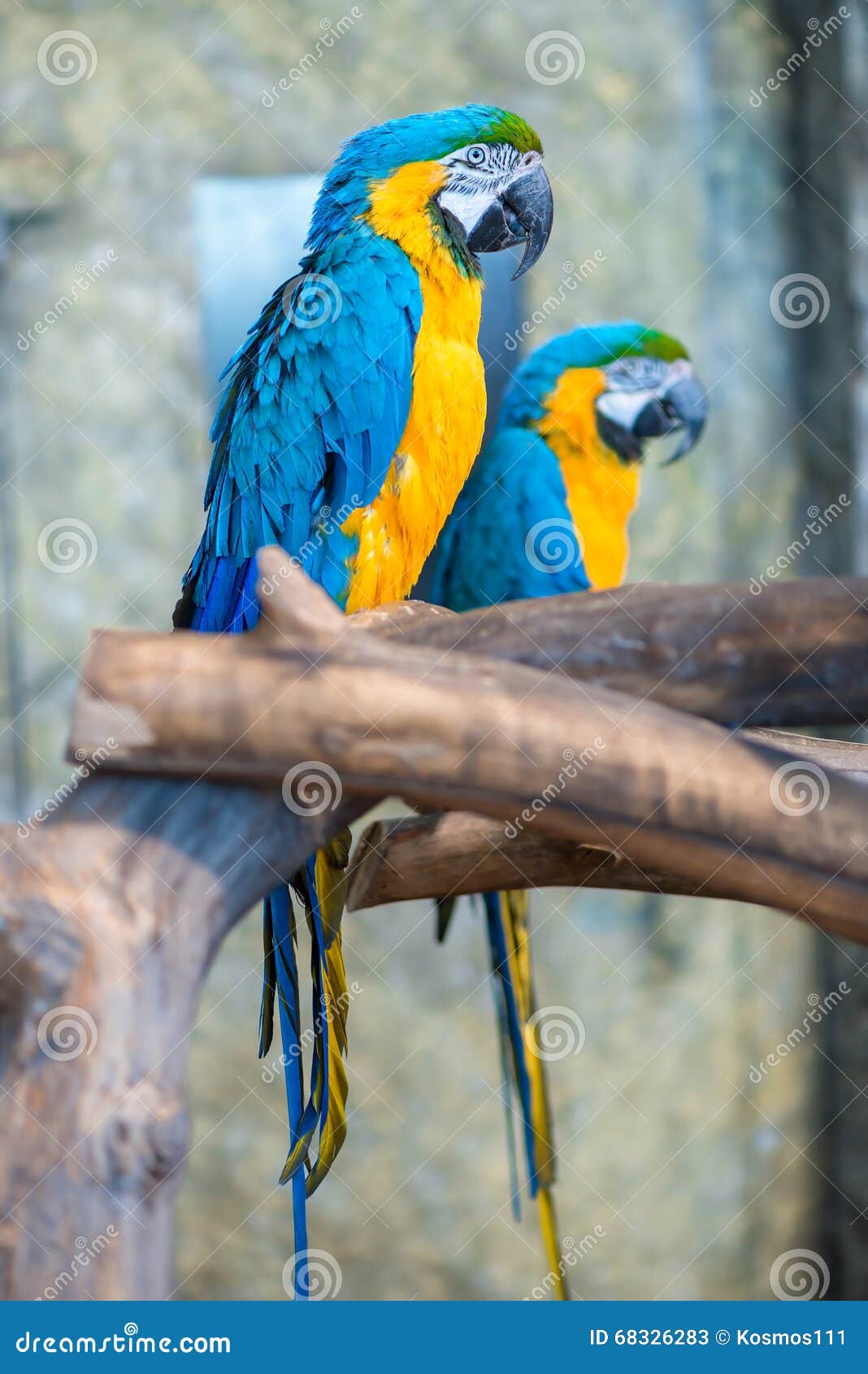Big Beautiful Parrots Couple Stock Image - Image of aviary, adorable ...
