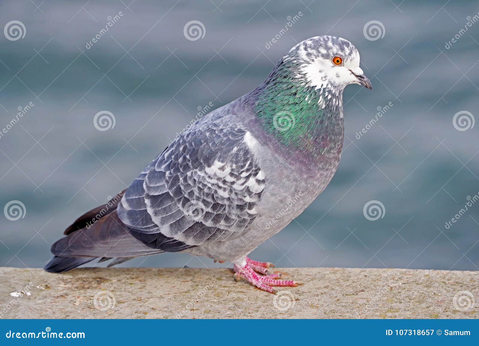 Big Beautiful pigeon stock image. Image of animal, side - 107318657