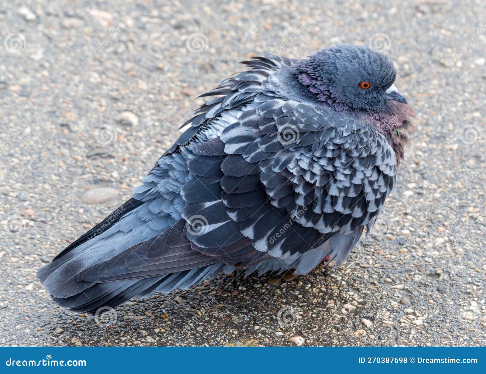 Big Beautiful pigeon stock photo. Image of flight, incline - 270387698