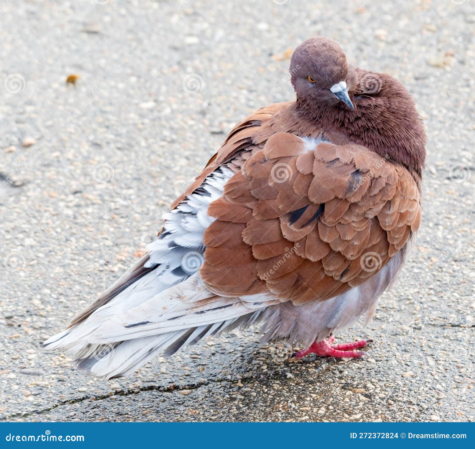 Big Beautiful pigeon stock photo. Image of birdie, sweet - 272372824