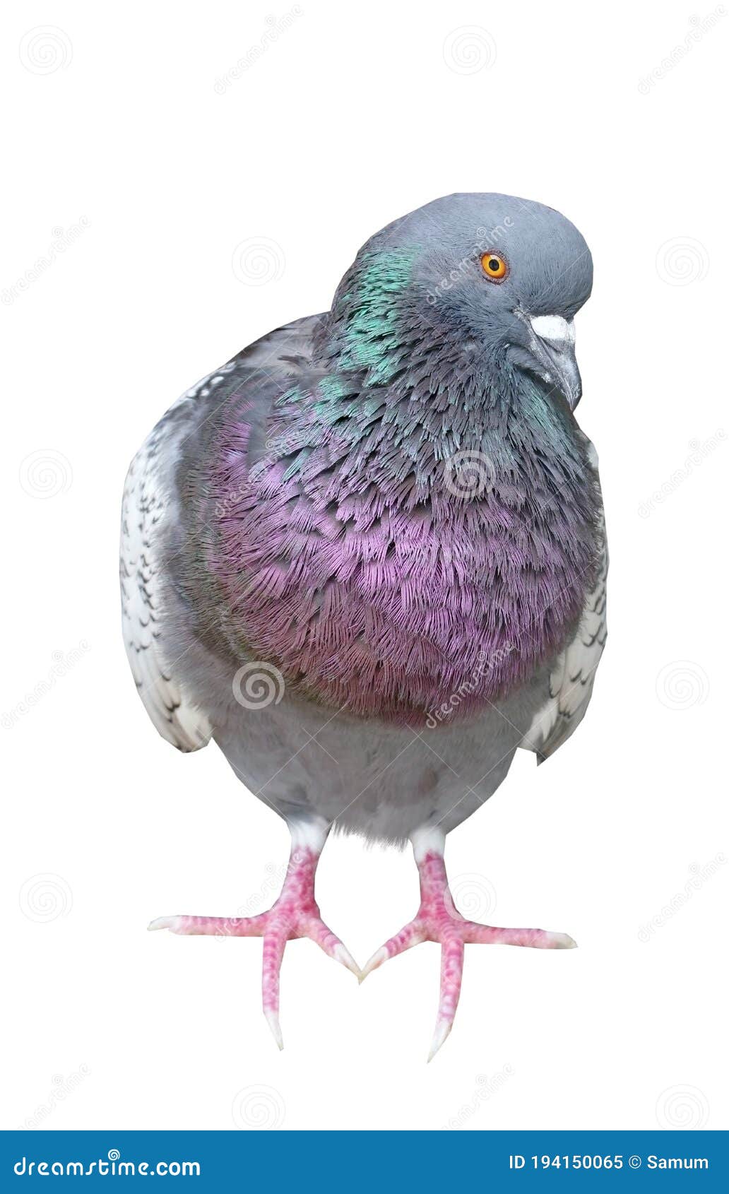 Big Beautiful Pigeon on White Stock Image - Image of female, pigeon ...