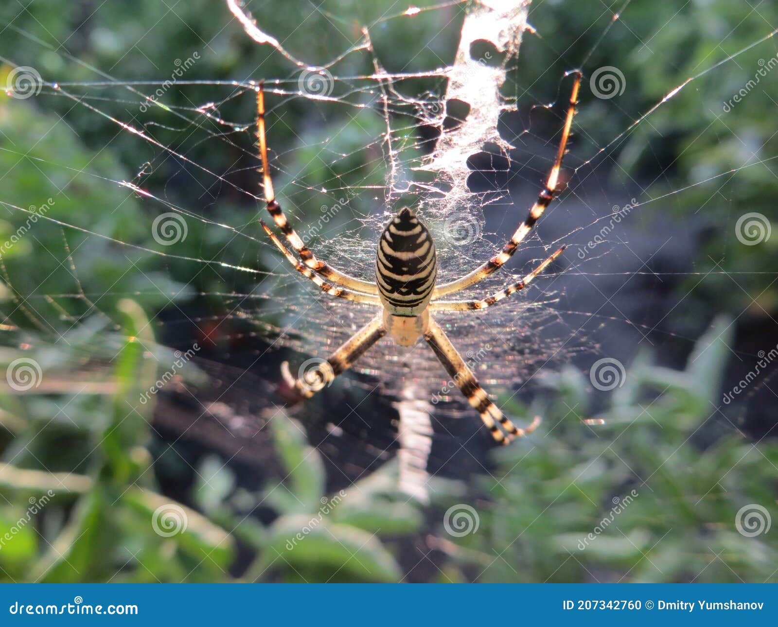 Spider Hunt Royalty-Free Stock Image | CartoonDealer.com #94826122