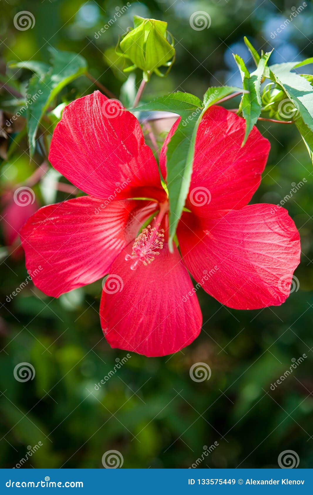 Big Beautiful Red Exotic Flower Closeup Stock Image - Image of plant ...