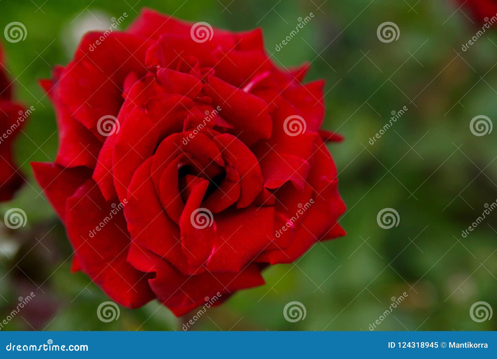 Big beautiful red rose stock image. Image of flower - 124318945