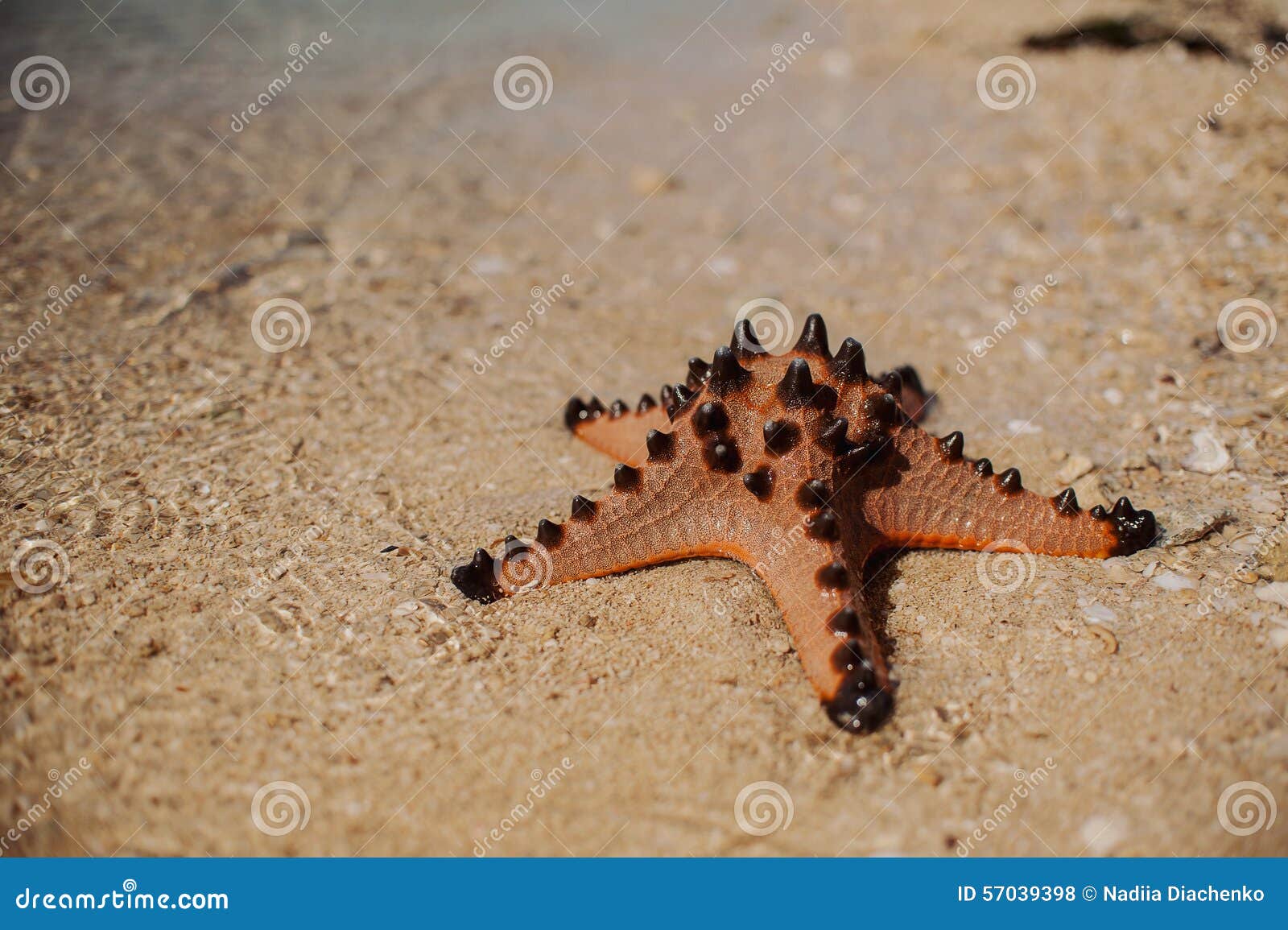 Big beautiful red starfish stock photo. Image of sand - 57039398