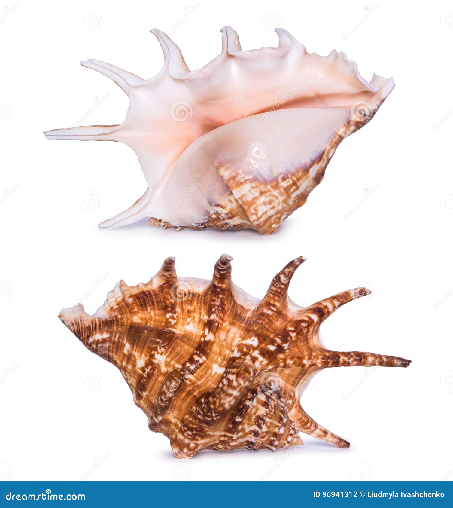 Big Beautiful Seashell Isolated on White Background. Two Sides View of ...