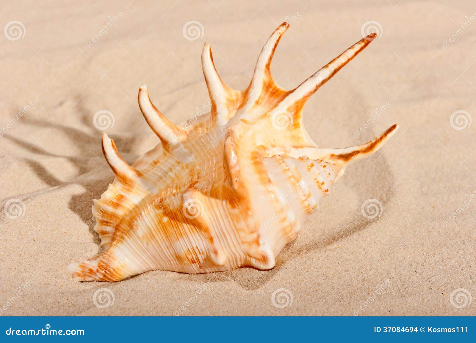 Big Beautiful Shell on Fine Sand Stock Photo - Image of nautilus ...