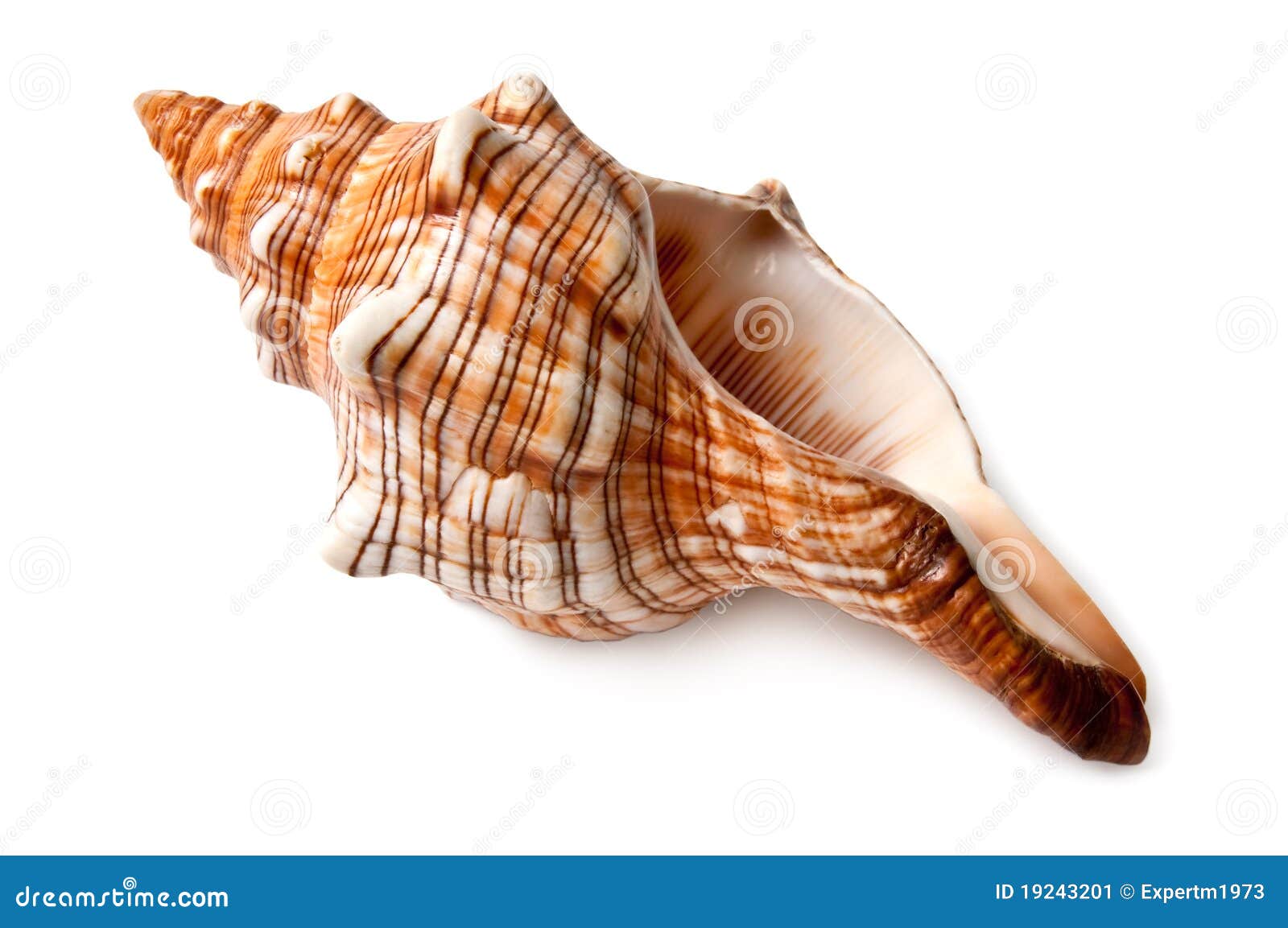 Big Beautiful Shell on White Background Stock Image - Image of detail ...