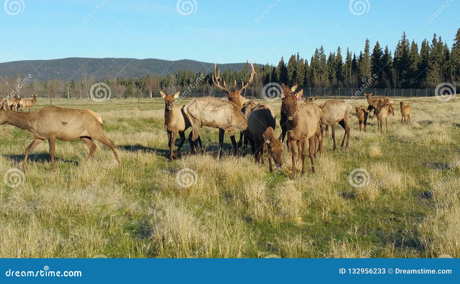 ELK stock image. Image of beautiful, alaska - 132956233