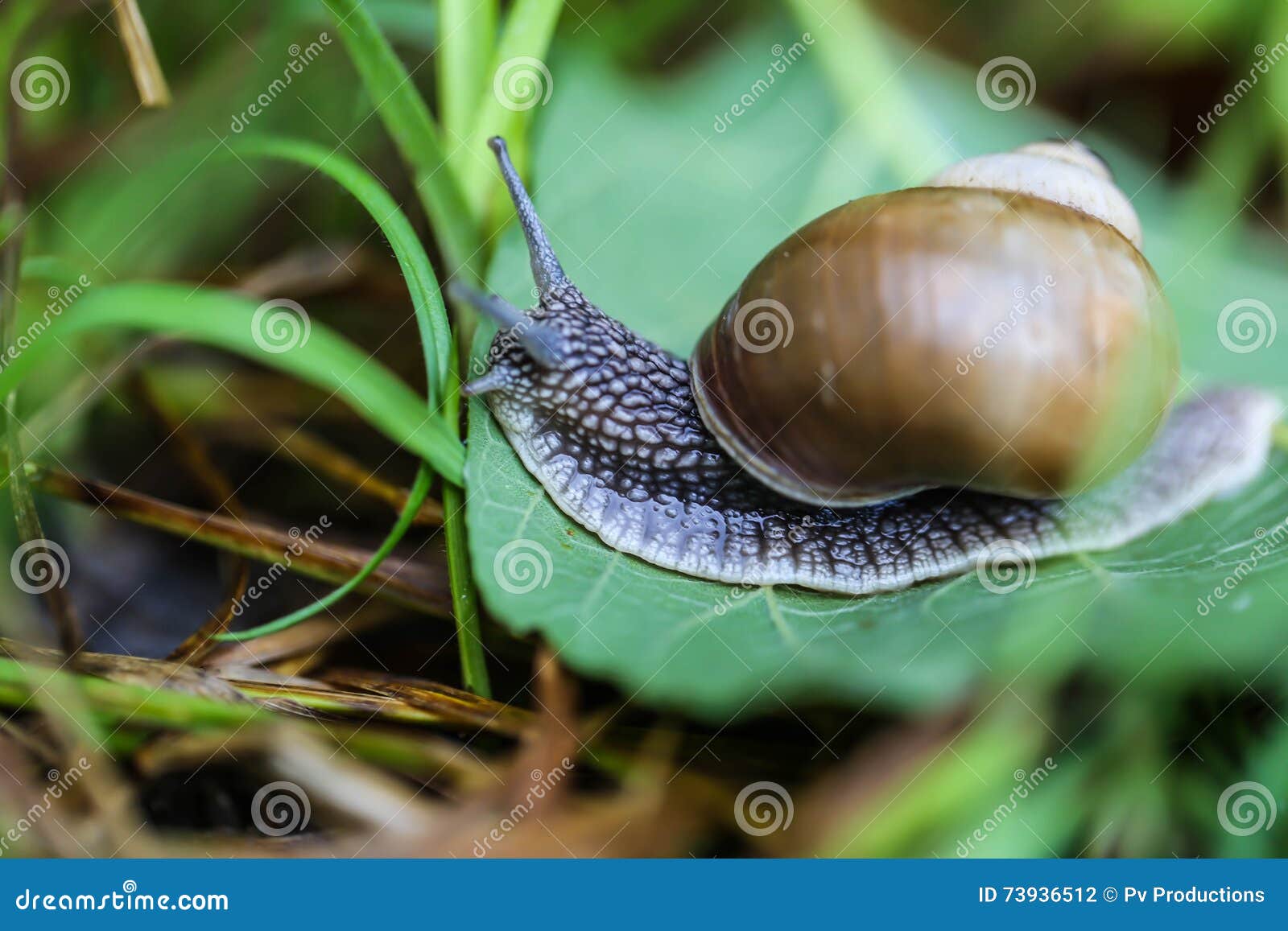 Big Beautiful Snail on a Green Leaf Closeup Stock Photo - Image of ...