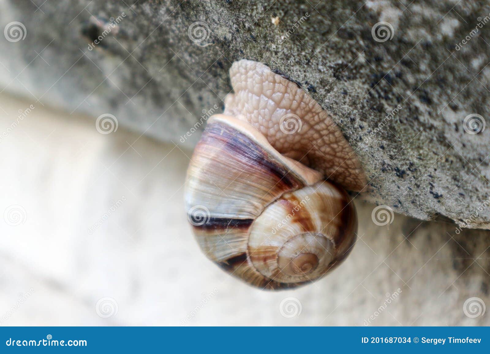 Big Beautiful Snail in the Shell on the Stone Surface Close Up Stock ...