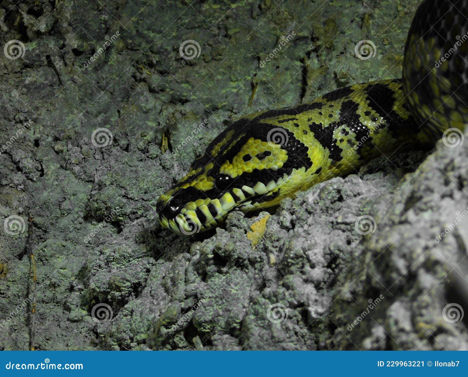 Big and Beautiful Snake on a Stones. Snake. Yellow Snake Stock Image ...