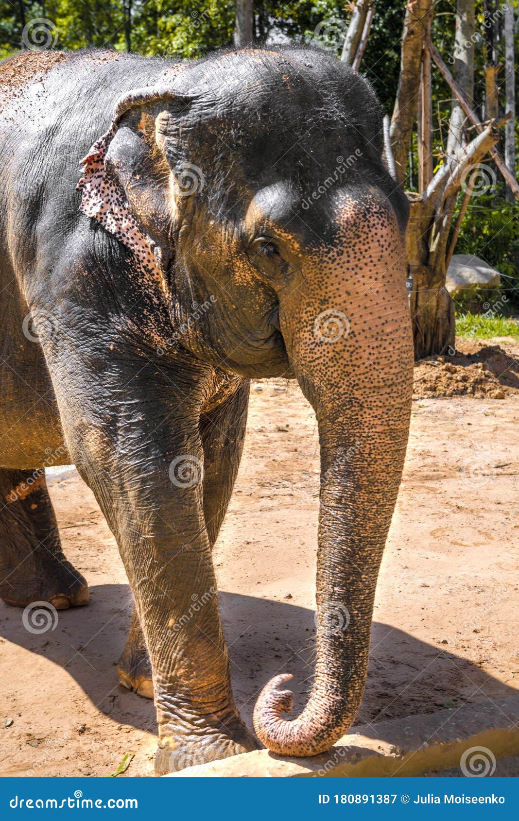Big, Beautiful, Strong Elephant, Under the Bright Sun Stock Image ...